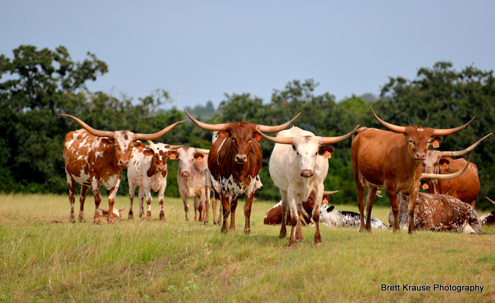 Circle K Ranch Registered Texas Longhorns and photography at its finest ...