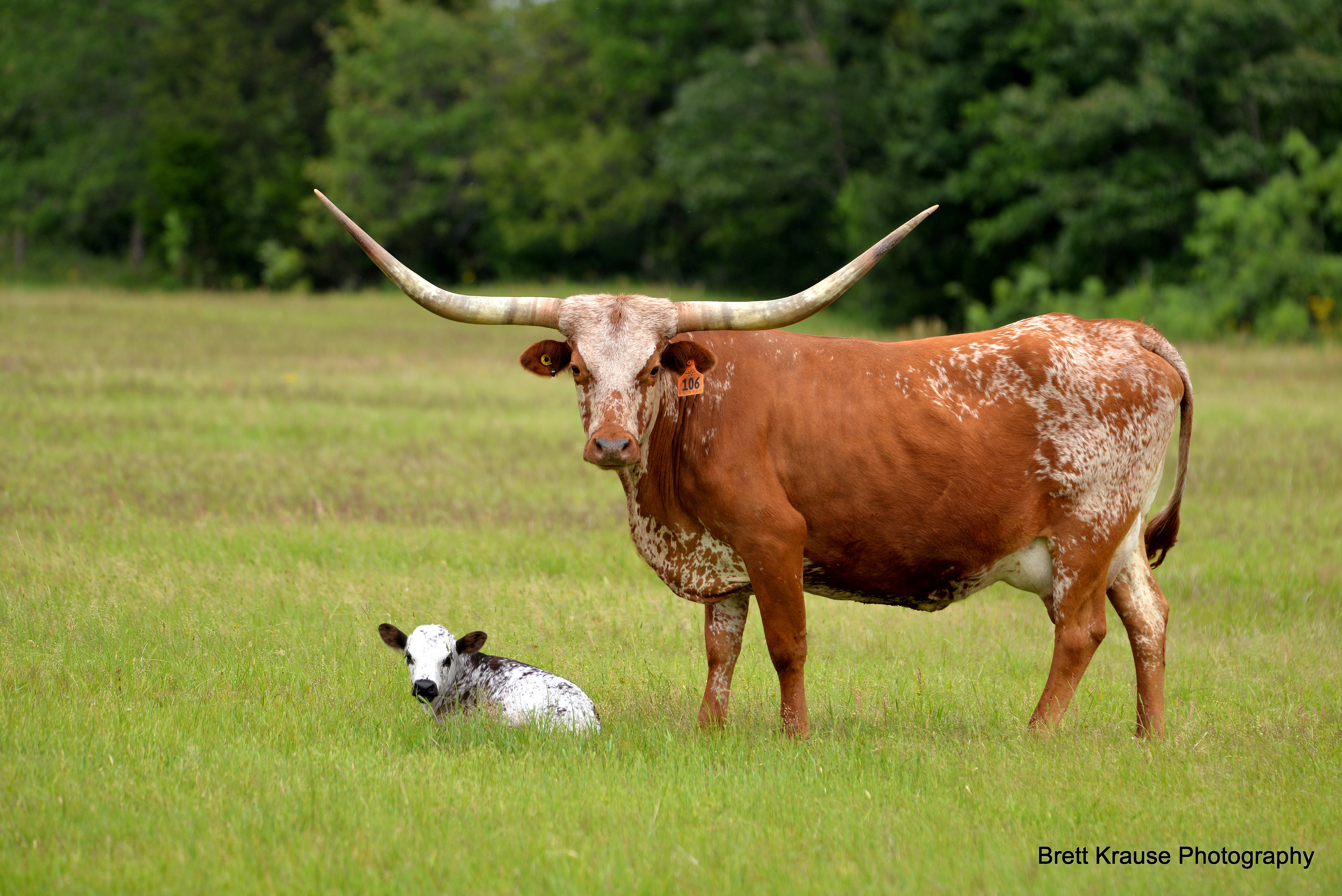 Circle K Ranch Registered Texas Longhorns in Thrall, TX.