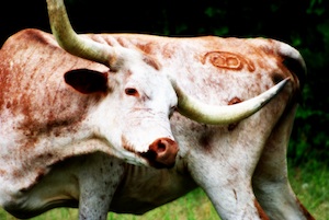 Circle K Ranch Registered Texas Longhorns in Thrall, TX.